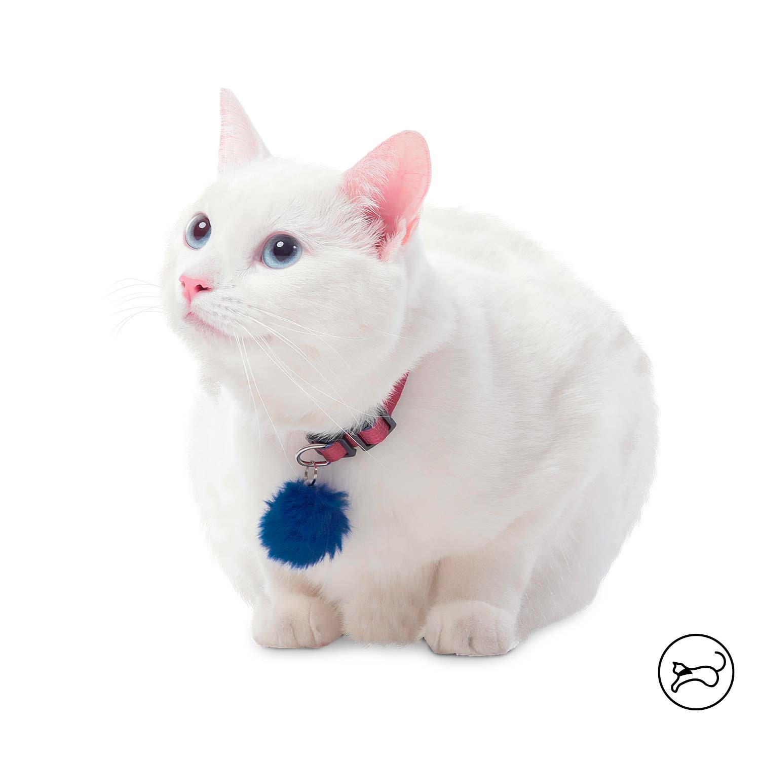 Collar Ajustable Meow Para Gato